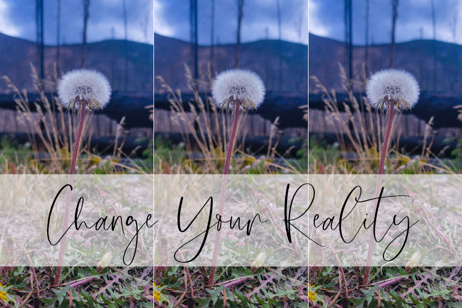 How to Change your Reality - The Anxious Ladybug